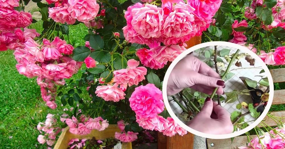 Se ami le rose devi provare questo metodo per moltiplicarle