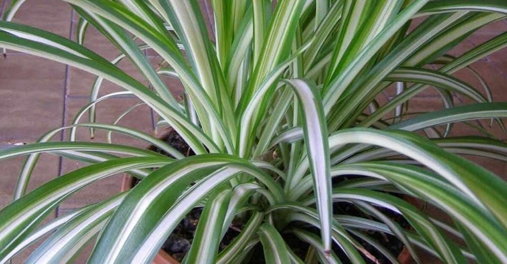 Pianta ragno con punte bruciate: motivazioni e cura | Ohga!