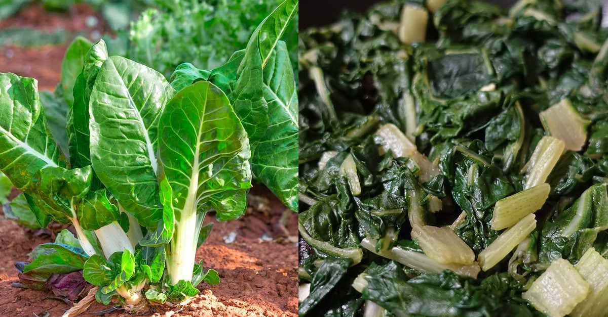 Bietola in vaso: si può coltivare anche così, ecco come | Ohga!