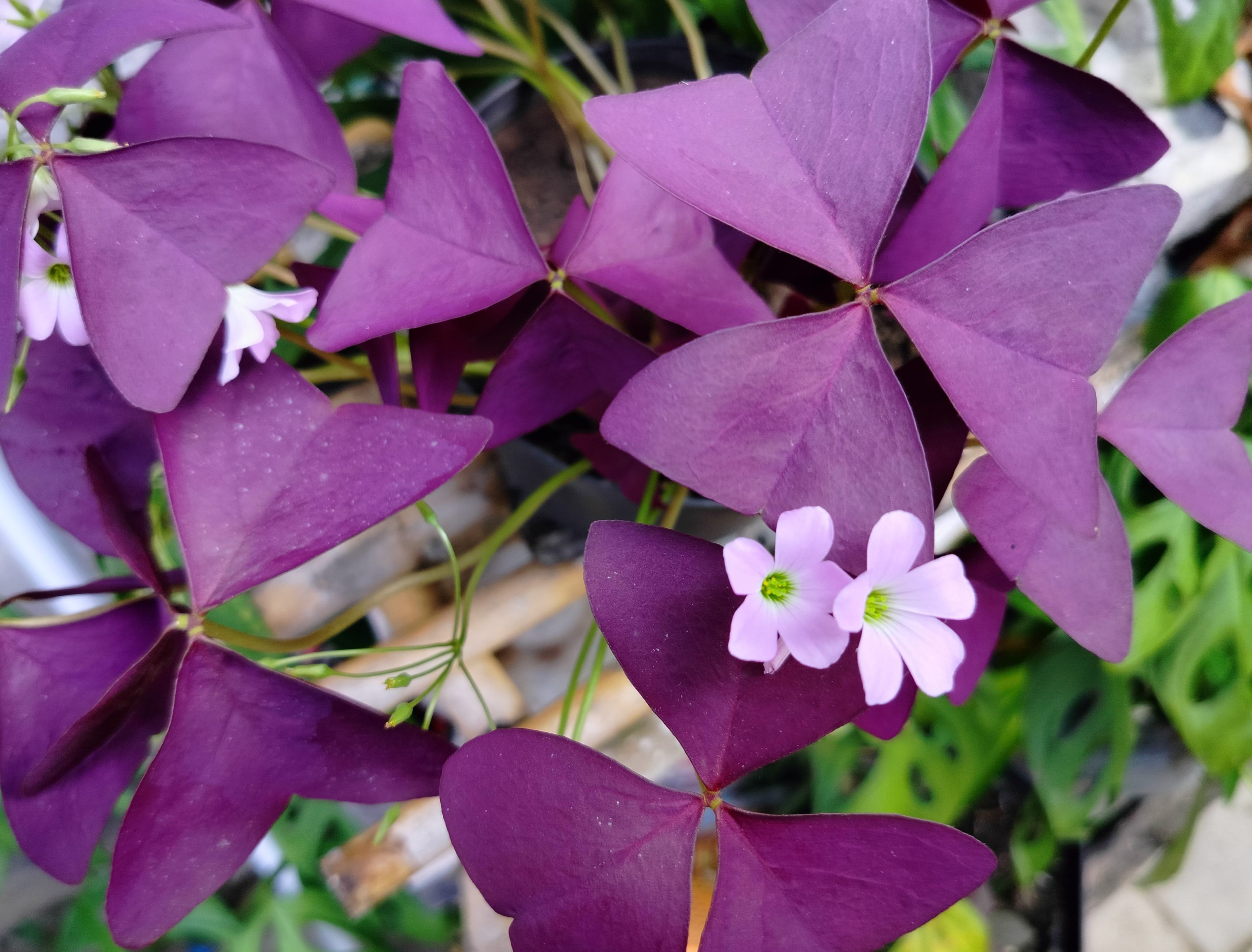 Ha petali triangolari e un colore acceso: cura, manutenzione e ...