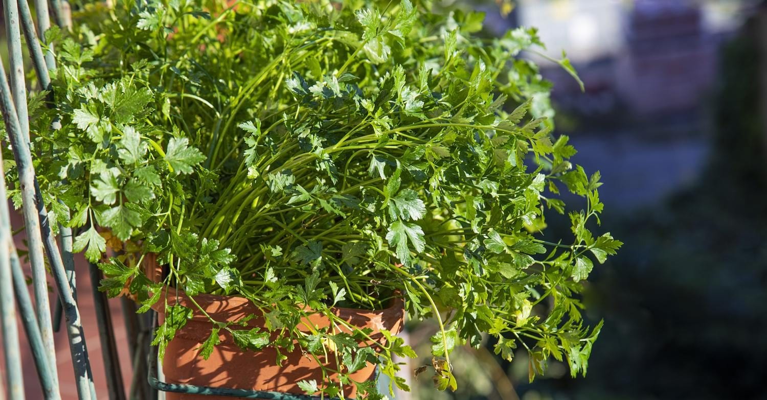 Come coltivare il prezzemolo in vaso e nell'orto | Ohga!