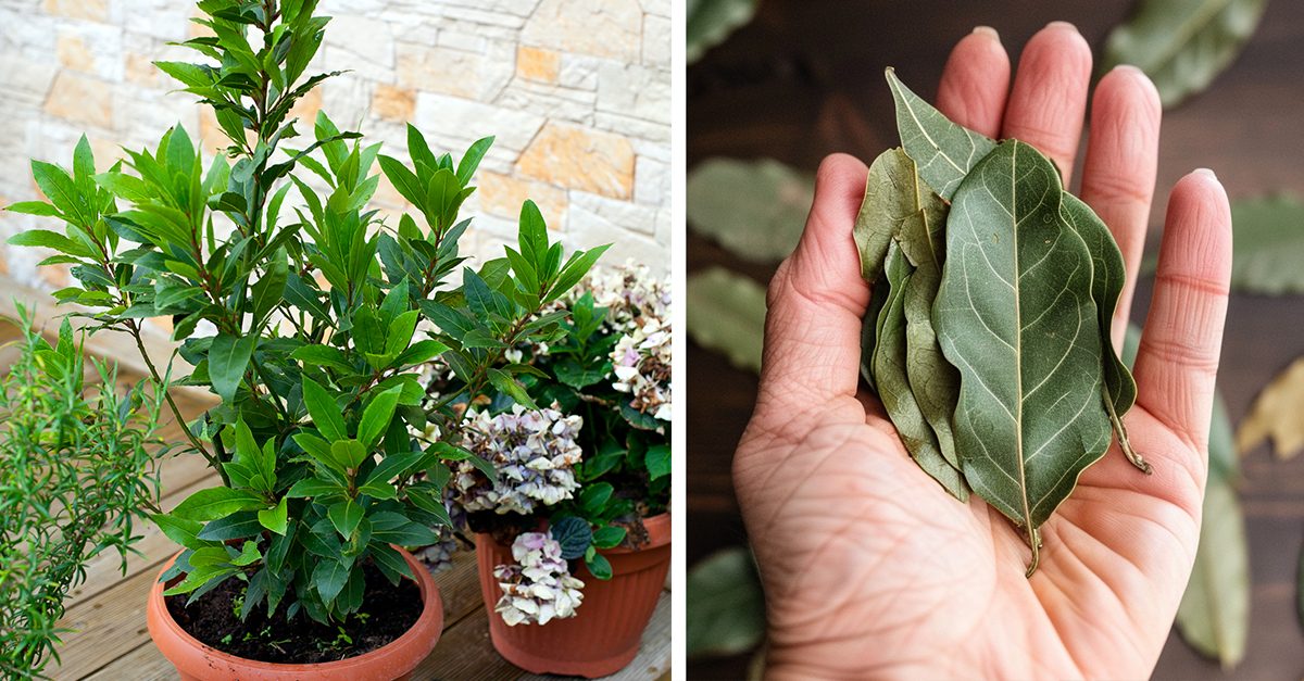 Come coltivare le foglie di alloro in casa: consigli per la semina e la ...