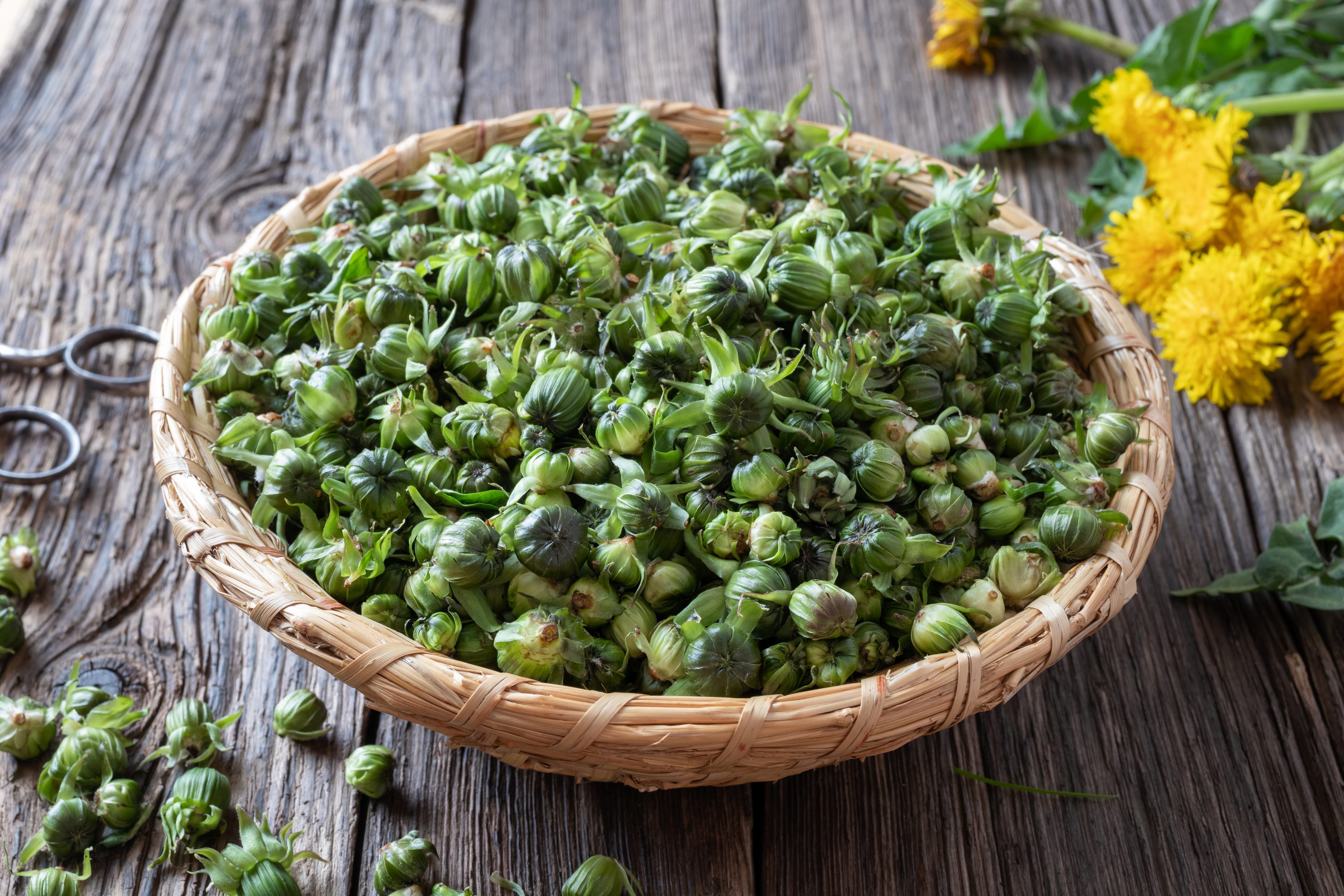 Come fare i capperi di tarassaco: una ricetta originale e sostenibile ...