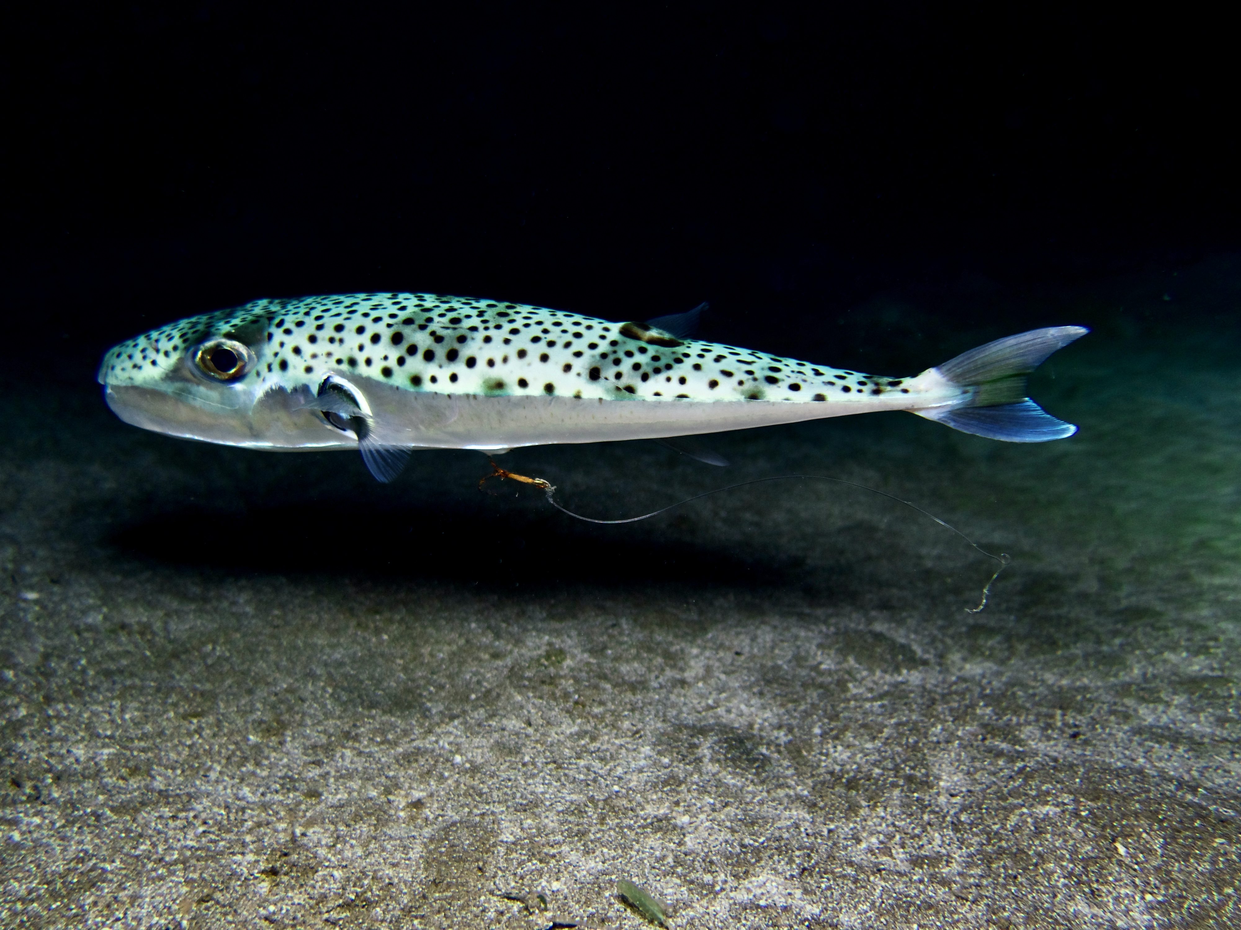 Lagocephalus sceleratus: il pesce palla velenoso avvistato nell'Alto ...