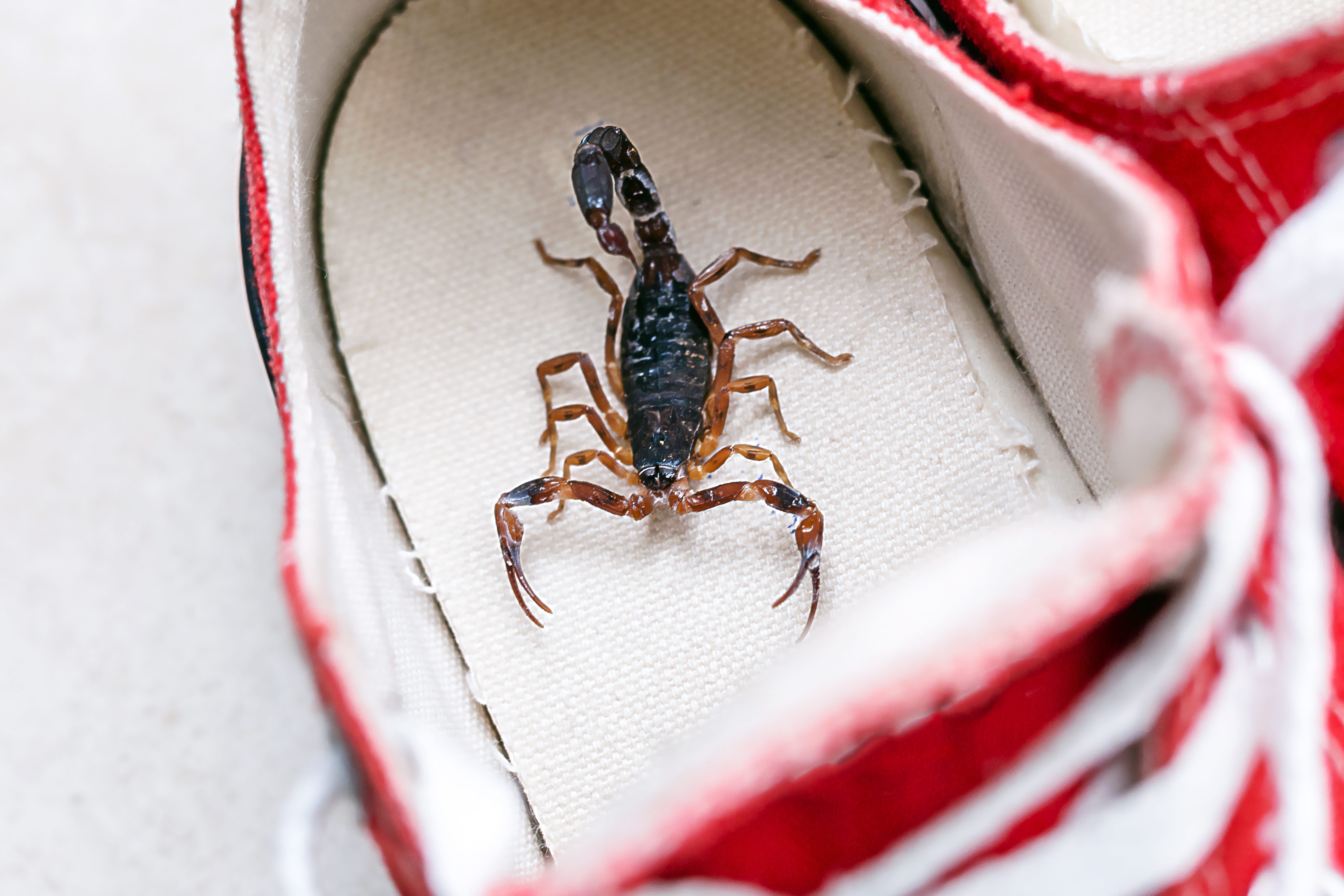 Cosa significa trovare uno scorpione in casa: simbolismo, cause e come ...