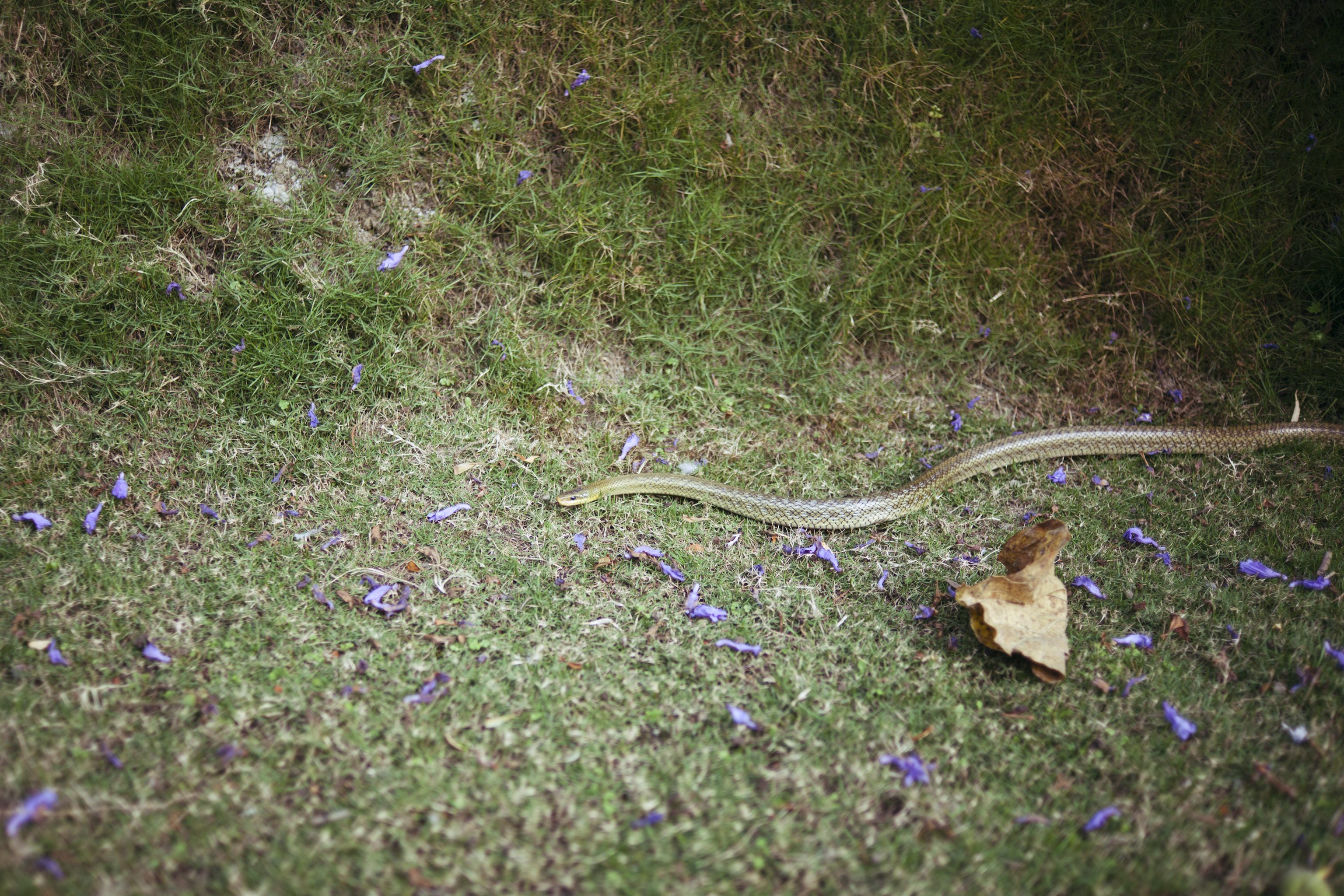 7 Metodi Naturali per Allontanare Bisce e Serpenti dal Giardino | Ohga!