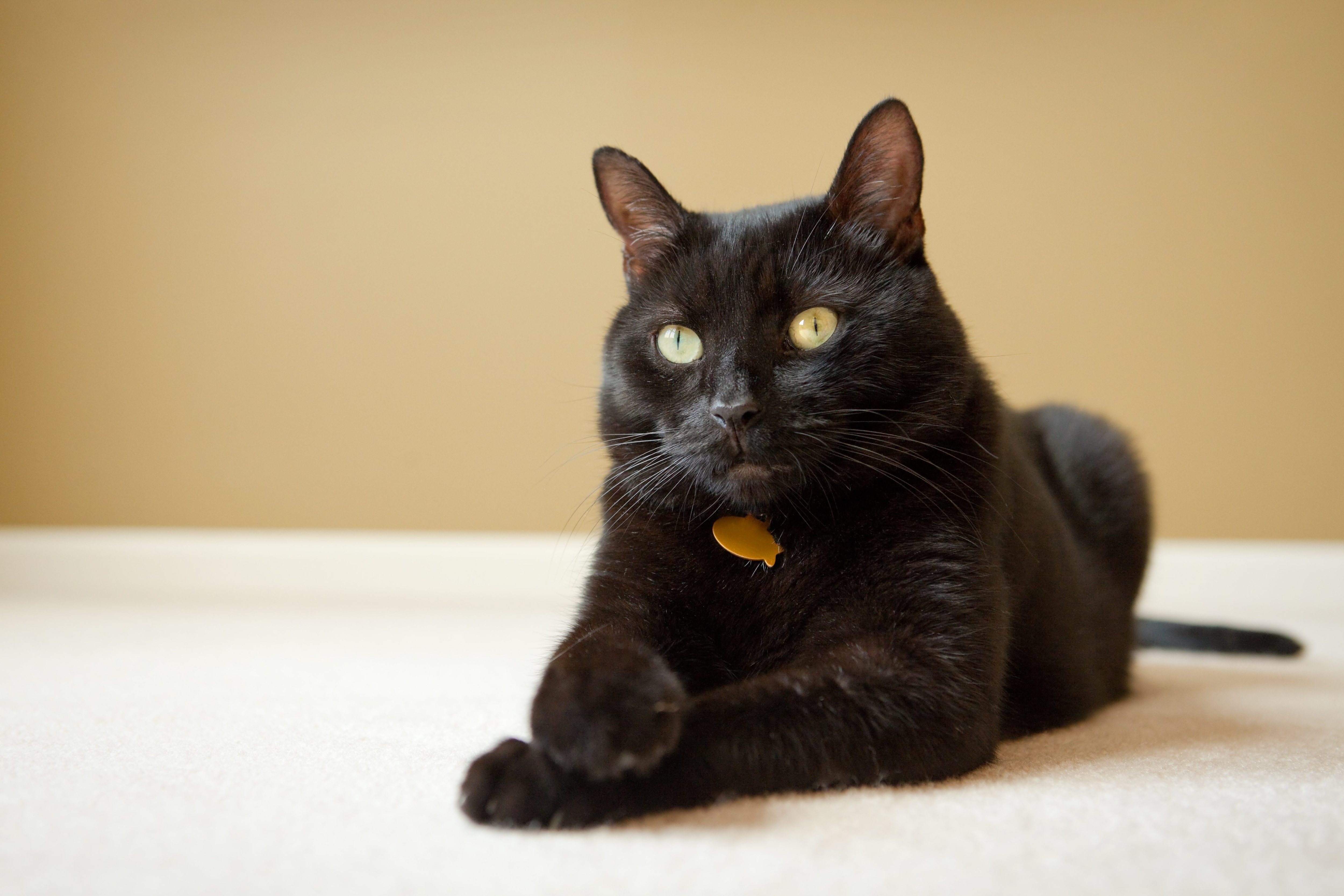 Cosa significa quando un gatto nero entra in casa tua: superstizione o ...