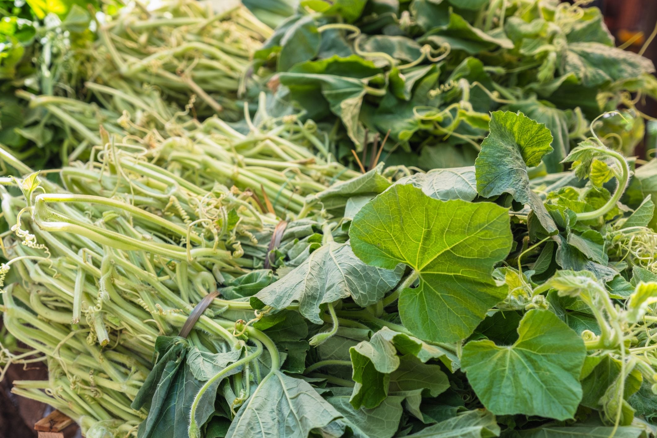 Proprietà e benefici dei tenerumi e come cucinarli: la gustosa verdura ...